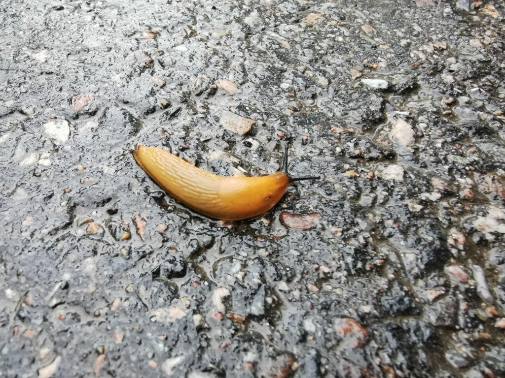 Espanjansiruetana - Lohja