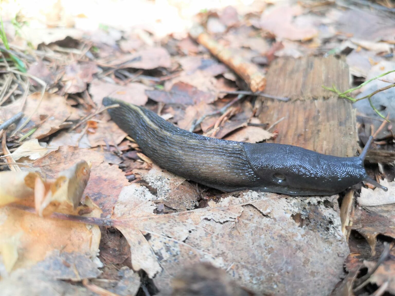 Espanjansiruetana - Lohja